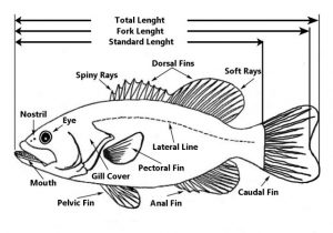 Ikan Indonesia