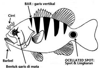 Fish_Markings_01_label